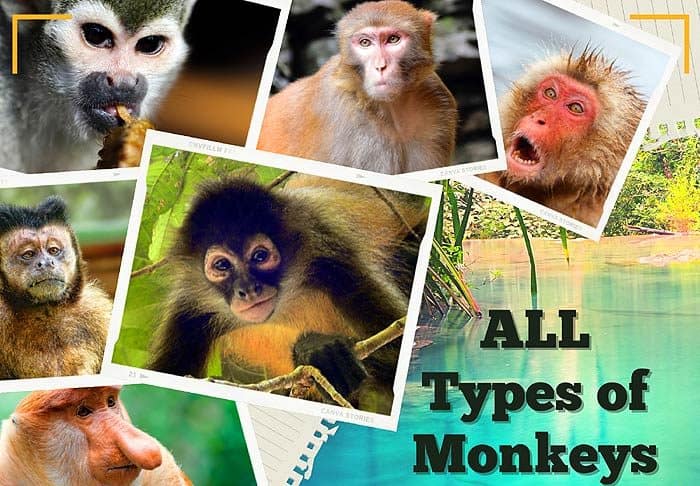 Insect Orders | 28 Different Types of Insects | BioExplorer