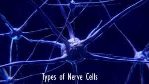 Types of Nerve Cells | Types of Neurons | Cells of the Nervous System