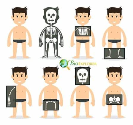 How To Become A Radiologist? | Branches of Radiology | BioExplorer.Net