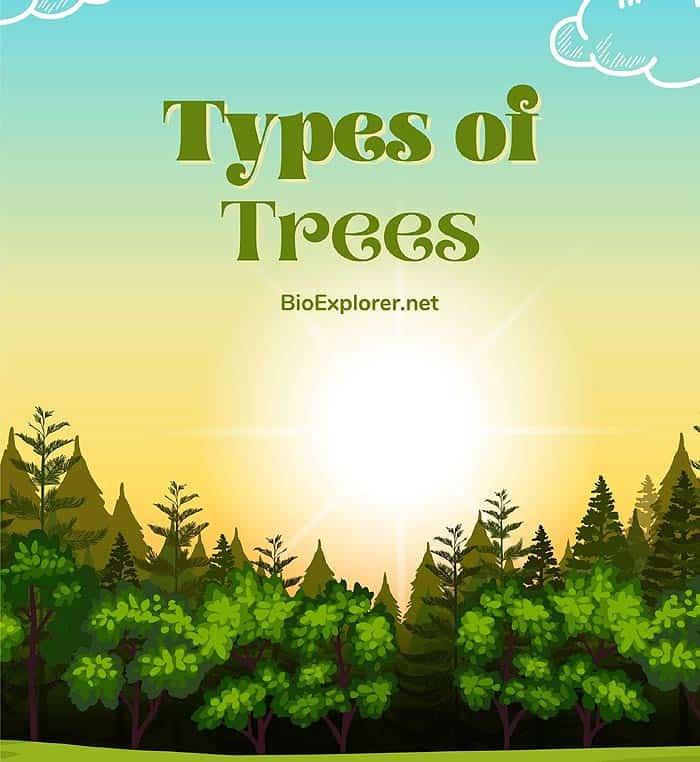 Different Types Of Trees With Pictures And Names 28 Different Types Of