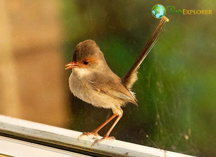 What Do Wrens Eat? | Wrens Diet By Types | Biology Explorer