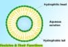 Vesicle Functions | Types of Vesicles | 9 Major Functions of Vesicles