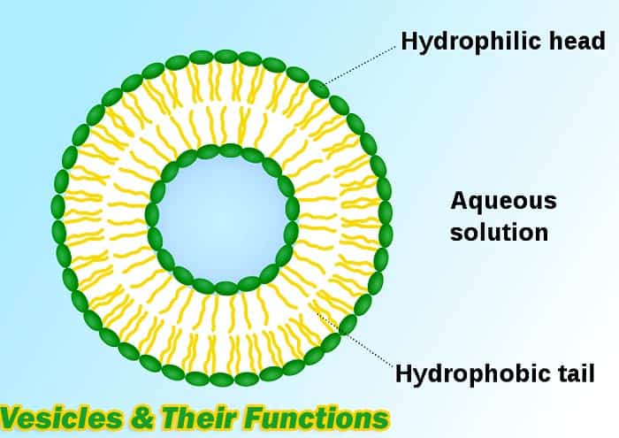 Vesicle Functions | Types of Vesicles | 9 Major Functions of Vesicles