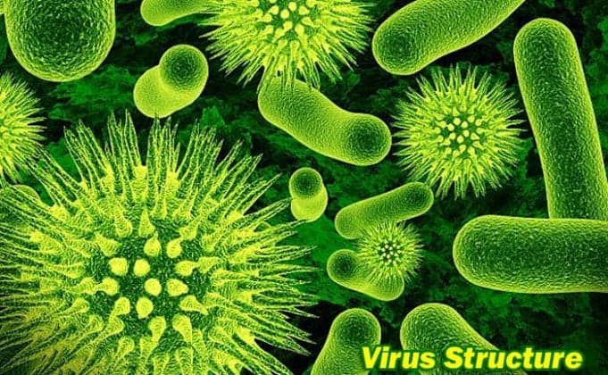 Virus Structure | Forms of Viruses | Virus Structure Types | Virus Life ...