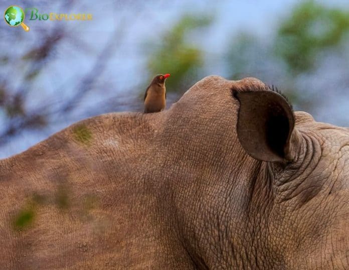 Red-billed Oxpecker | Buphagus Erythrorynchus | Black Bird