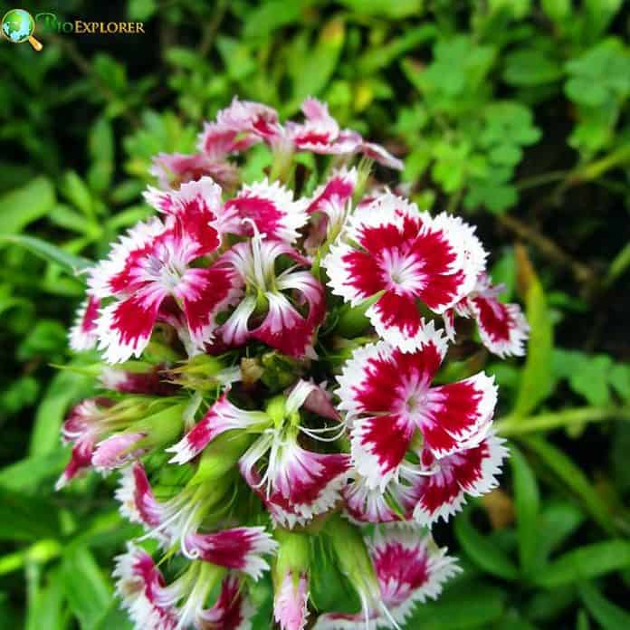 Biennial Flowers | Types of Biennial Blooms | BioExplorer