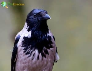 Hooded Crow | Corvux Cornix | Black and White Bird | BioExplorer