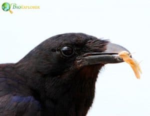 Fish Crow | Corvus Ossifragus | Black Bird | BioExplorer