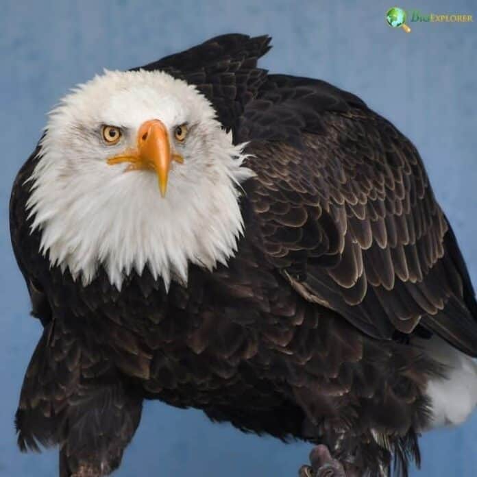 Types of Eagles | 68 Varieties of Eagles | BioExplorer