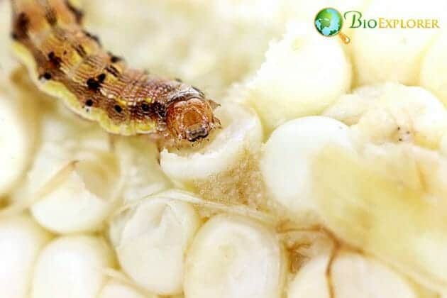 What Do Moths Eat? | What Eats Moths? | Moths Diet By Types