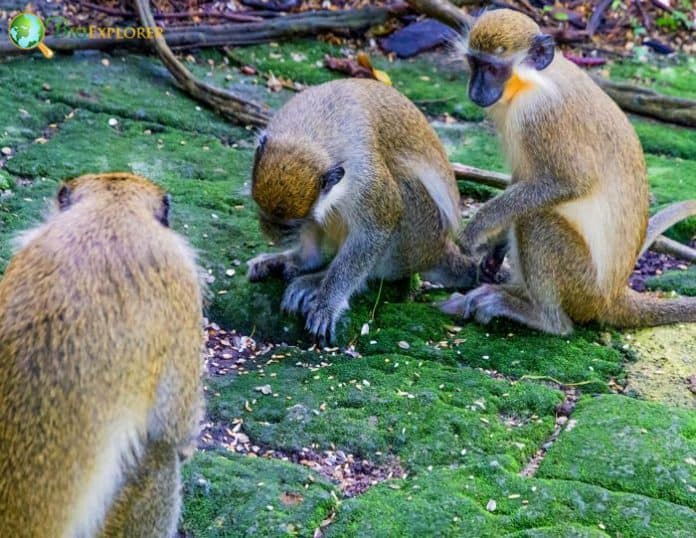 Green Monkey Characteristics | Chlorocebus Sabaeus Diet & Facts