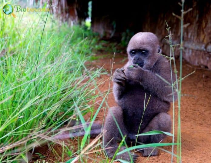 Humboldt's Woolly Monkey Characteristics | Lagothrix Lagothricha Diet ...