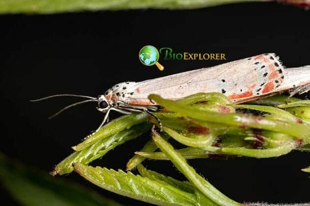 What Do Moths Eat? | What Eats Moths? | Moths Diet By Types