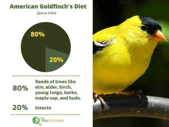 What Do Goldfinches Eat? | Goldfinch Diet By Types | What Eats Goldfinches?