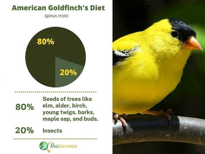 What Do Goldfinches Eat? | Goldfinch Diet By Types | What Eats Goldfinches?