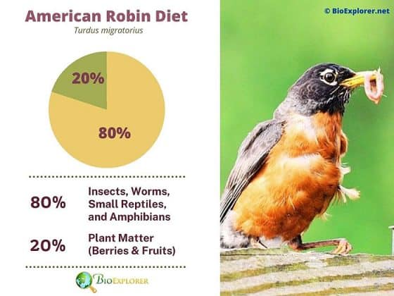 What Do Robins Eat? | Robins Diet By Types | What Eats Robins?