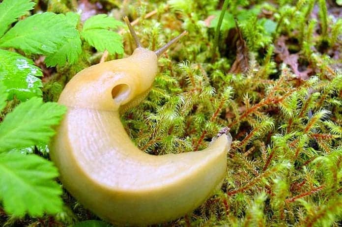 What Do Slugs Eat? | Slugs Diet By Types | What Eats Slugs?
