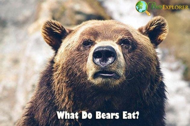 What Do Bears Eat? | Bear Diet By Types | What Eats Bears?