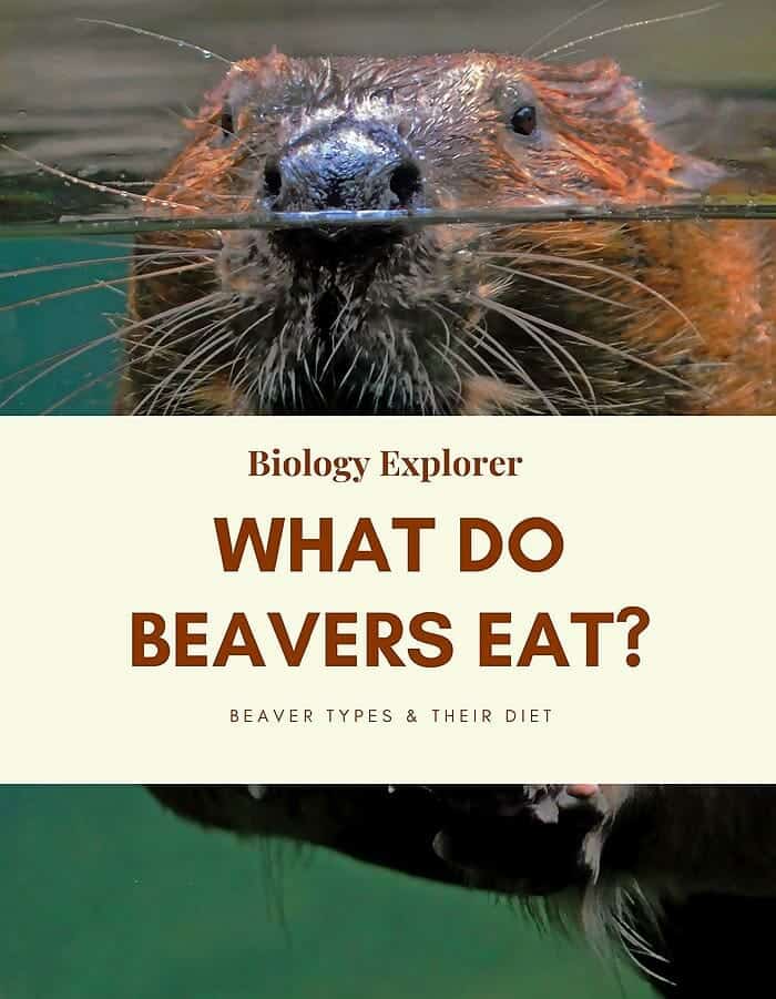 What Do Beavers Eat? | Beavers Diet By Types | BioExplorer.net