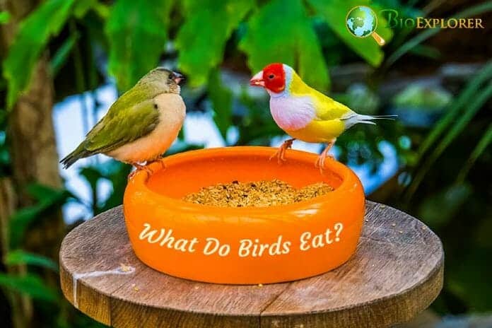 What Do Birds Eat? | Birds Diet By Species | Biology Explorer
