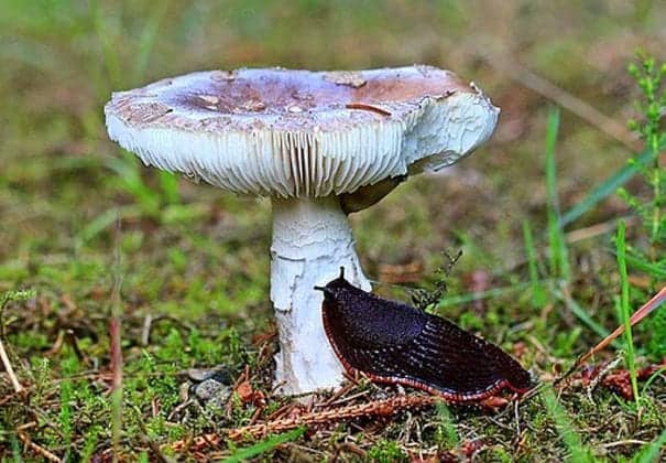 What Do Slugs Eat? | Slugs Diet By Types | What Eats Slugs?