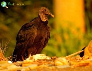 Black Vulture | Coragyps Atratus | Black Bird | BioExplorer