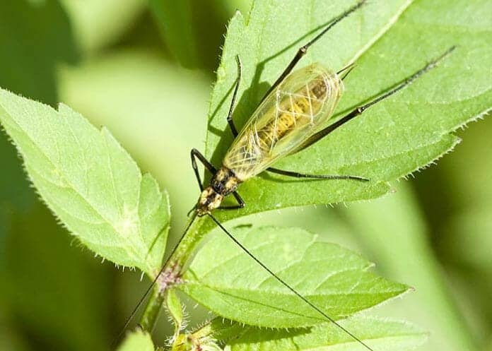 What Do Crickets Eat? | Cricket Diet By Types | What Eats Crickets?