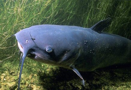 What Do Wolves Eat? | Wolves Diet By Types | What Eats Wolves?