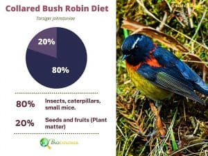 What Do Robins Eat? | Robins Diet By Types | What Eats Robins?