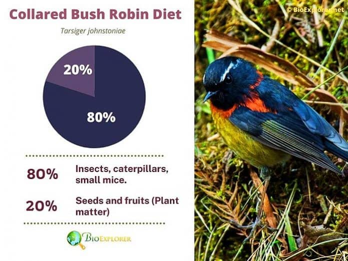 What Do Robins Eat? | Robins Diet By Types | What Eats Robins?