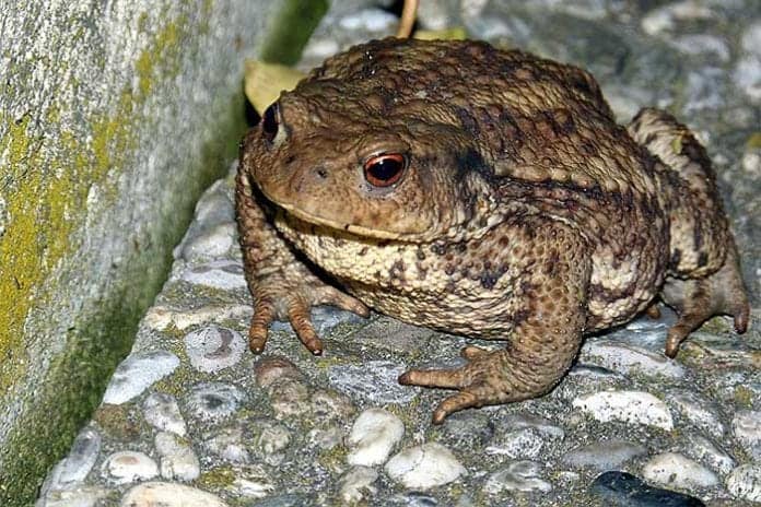 What Do Toads Eat? | Toads Diet By Types | What Eats Toads?