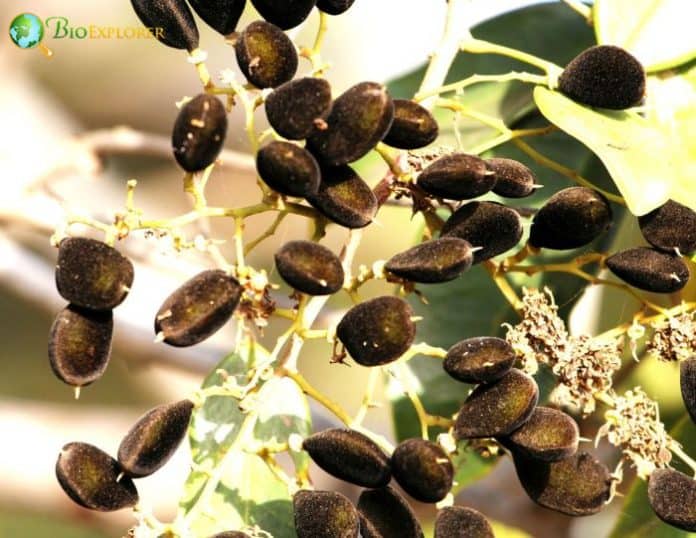 Crested mona monkey Characteristics | Cercopithecus pogonias Diet ...