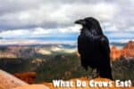 What Do Crows Eat? | Crows Diet By Types | What Eats Crows?