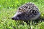 What Do Hedgehogs Eat? Hedgehogs Diet By Types | BioExplorer