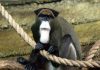 De Brazza's monkey Characteristics | Cercopithecus neglectus Diet & Facts