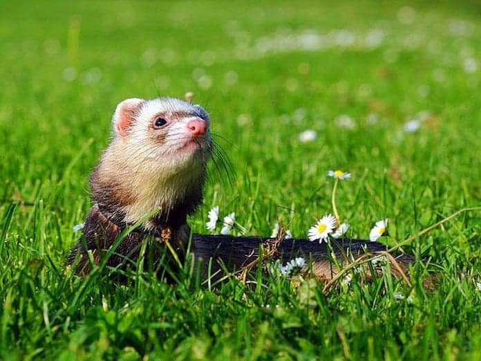 What Do Ferrets Eat? | Ferrets Diet By Types | What Eats Ferrets?