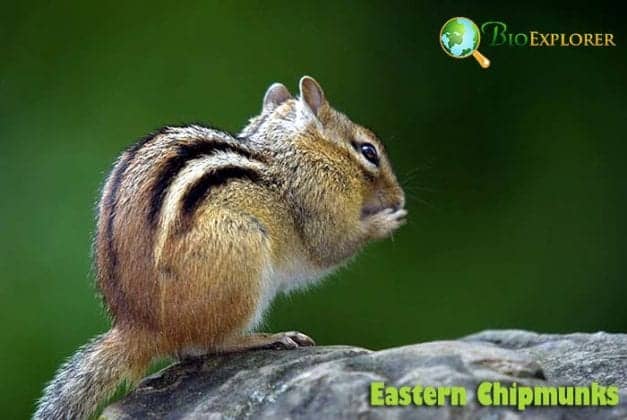 What Do Chipmunks Eat? | Chipmunks Diet By Types | BioExplorer.net