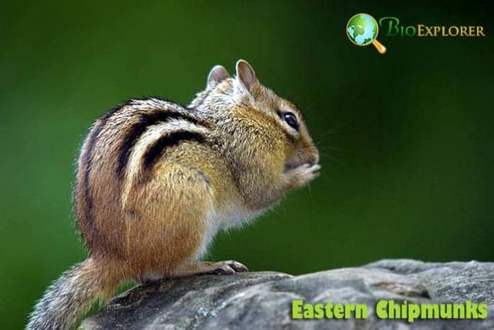 What Do Chipmunks Eat? | Chipmunks Diet By Types | BioExplorer.net