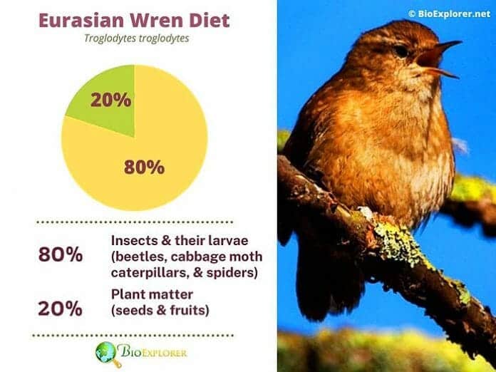 What Do Wrens Eat? | Wrens Diet By Types | Biology Explorer
