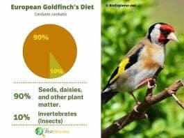 What Do Goldfinches Eat? | Goldfinch Diet By Types | What Eats Goldfinches?