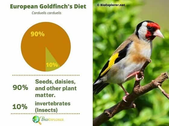 What Do Goldfinches Eat? | Goldfinch Diet By Types | What Eats Goldfinches?