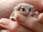 What Do Possums Eat? | Possums Diet By Types | Biology Explorer