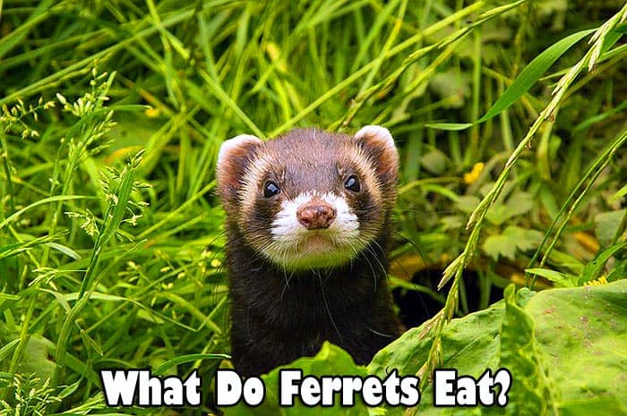 What Do Weasels Eat? | Weasels Diet By Types | What Eats Weasels