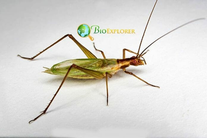 What Do Crickets Eat? | Cricket Diet By Types | What Eats Crickets?