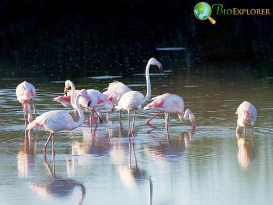 What Do Flamingos Eat? | Flamingos Diet | What Eats Flamingos?