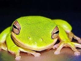 What Do Frogs Eat? | Explore Frog Diets By Types | Biology Explorer