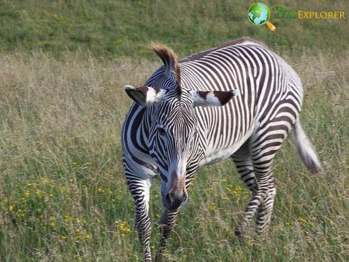 What Do Zebra Eat? | Zebras Diet by Types | What Eats Zebras?