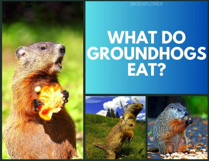 What Do Groundhogs Eat? | Surprising Diets of Groundhogs | BioExplorer
