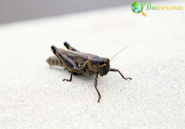What Do Crickets Eat? | Cricket Diet By Types | What Eats Crickets?