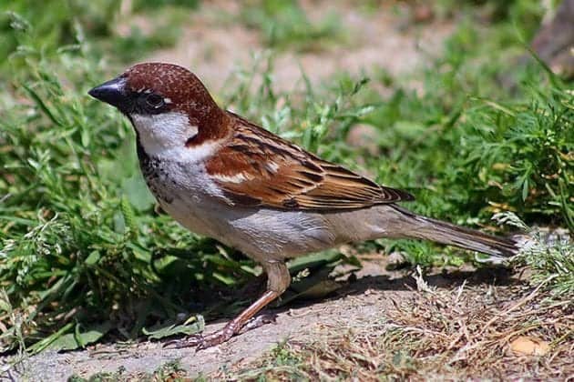 What Do Sparrows Eat? | Sparrows Diet By Types | What Eats Sparrows?